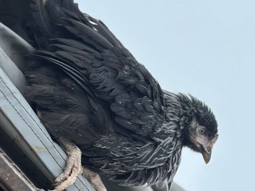 Курицы несушки доминанты молодки продам