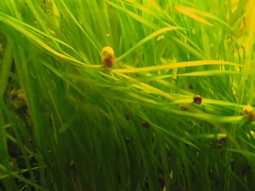 Валеснерия