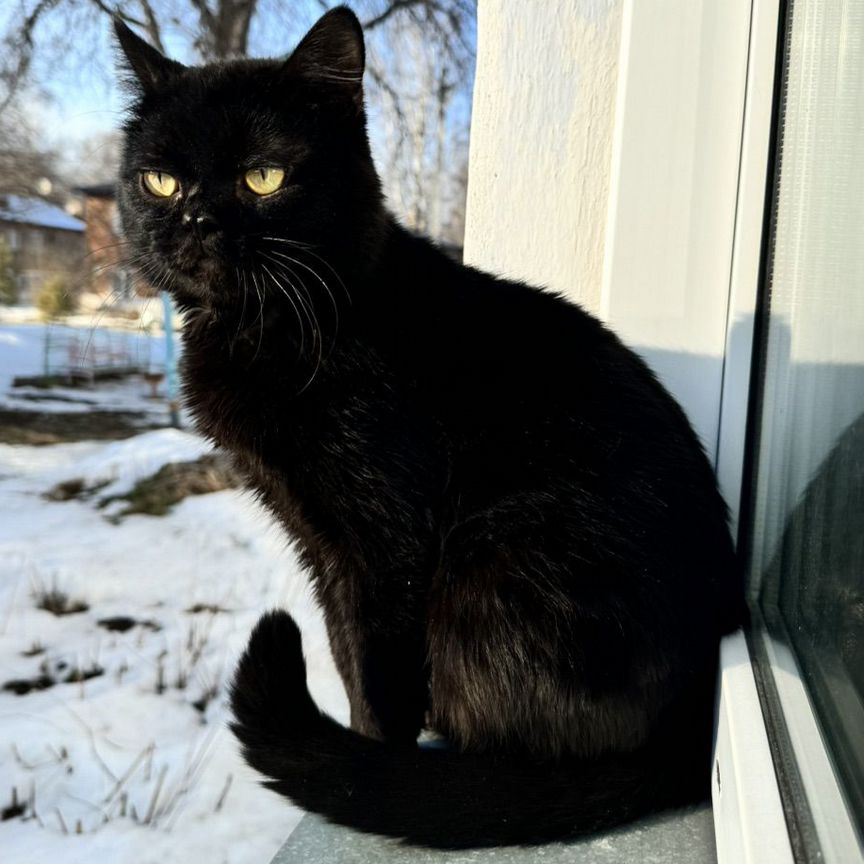 Кот вязка