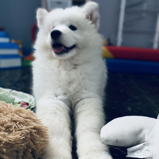 Самоед щенок самоедская лайка