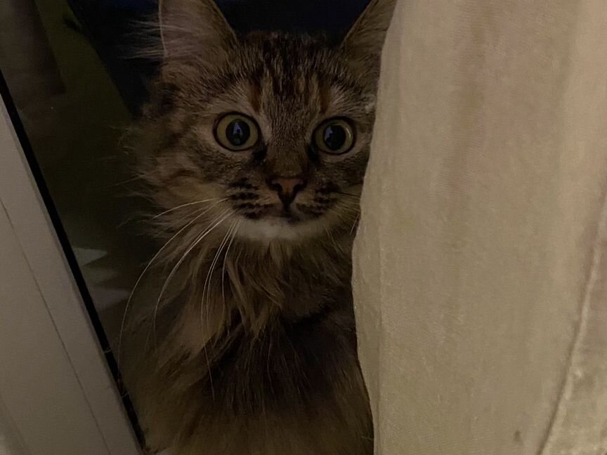 Кошка в добрые руки