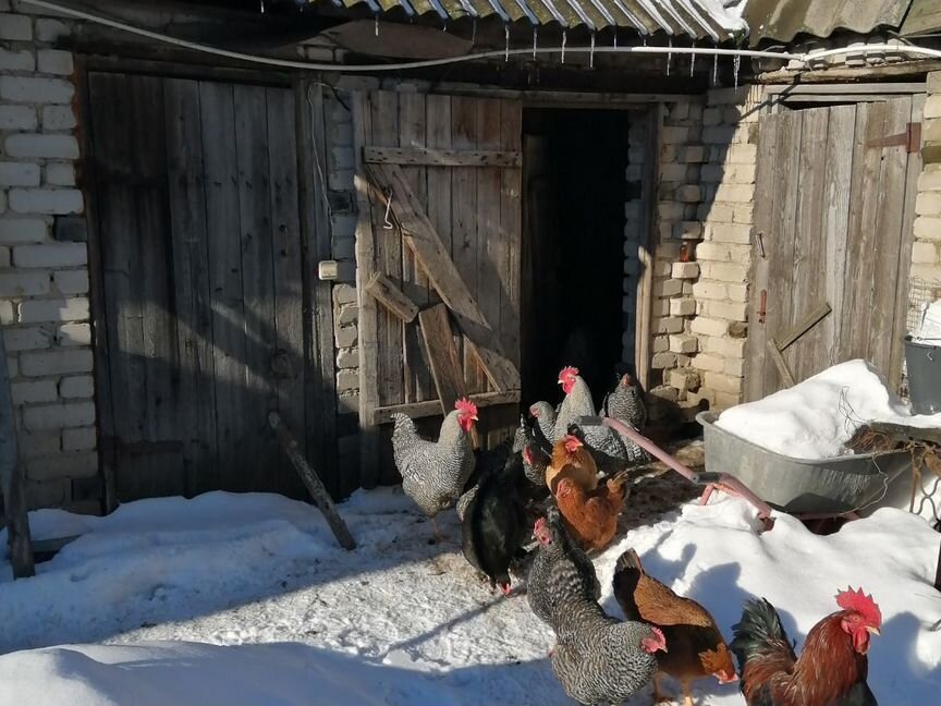 Молодые петухи