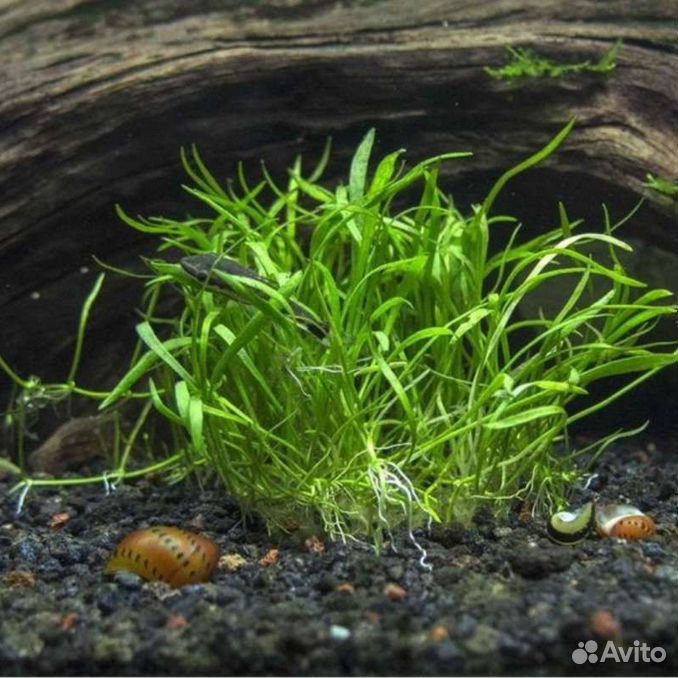 Лилеопсис новогвинейский Аквариумные растения