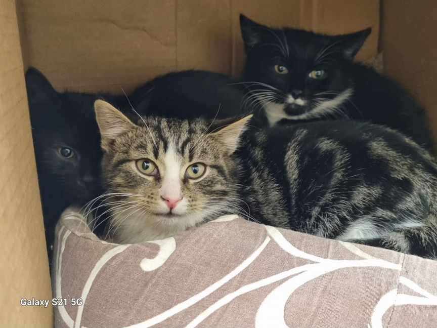 Котята чудесные малыши