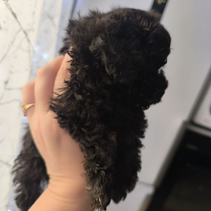 Той-пудель, щенок