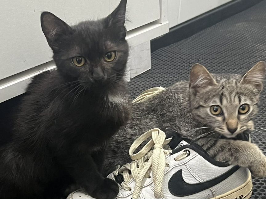 Котята в добрые руки