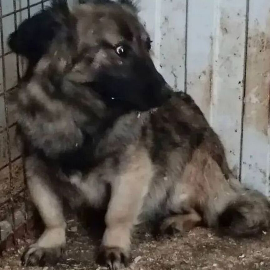 Взрослый пёс в добрые руки