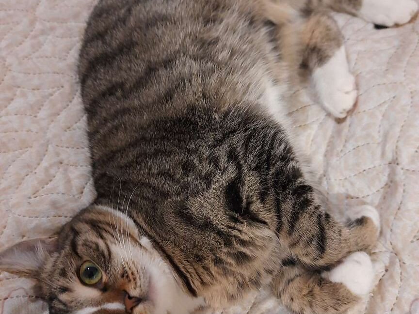 Котик Кеша ждёт своих любящих хозяев