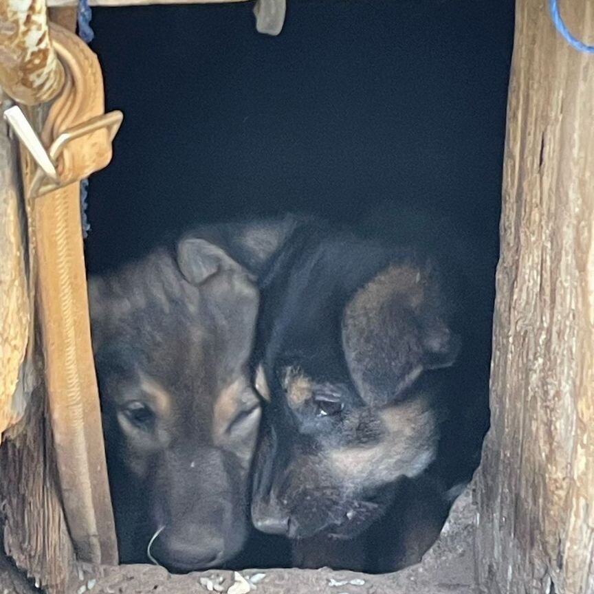 Щенок в добрые руки бесплатно