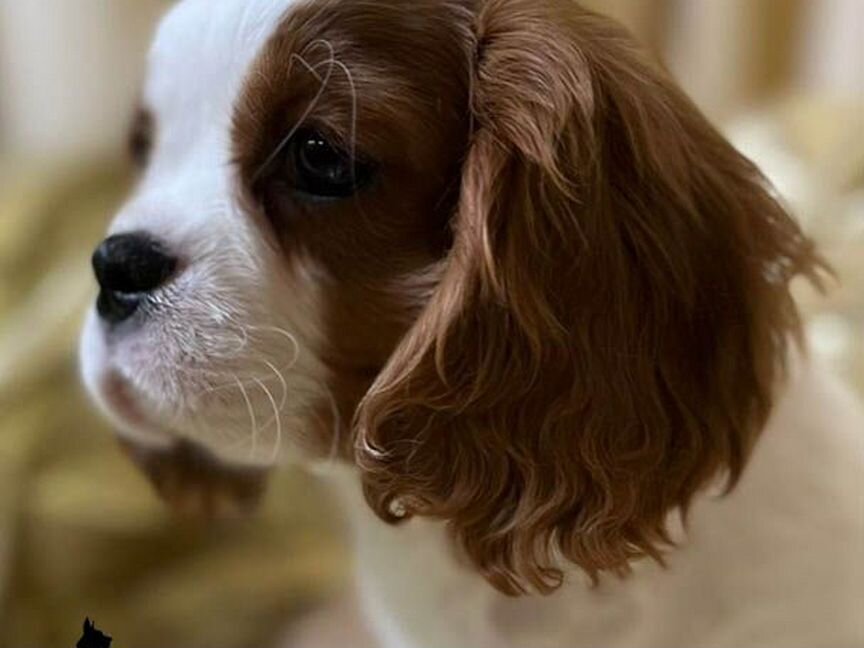 Кавалер Кинг Чарльз спаниель. Щенки ккчс