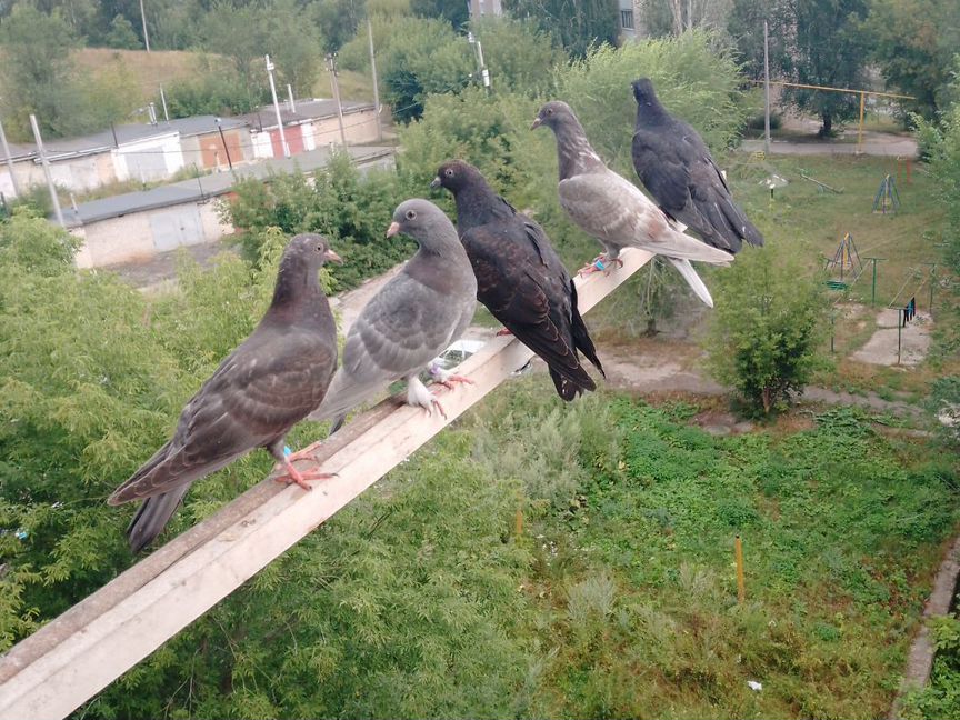 Голуби