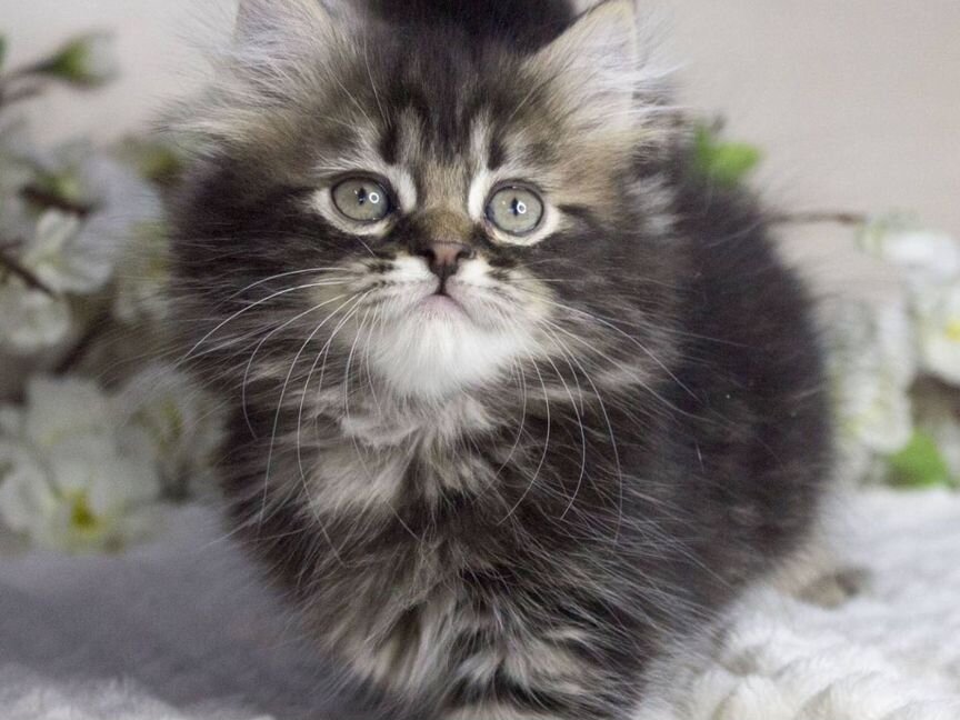 Котята манчкин
