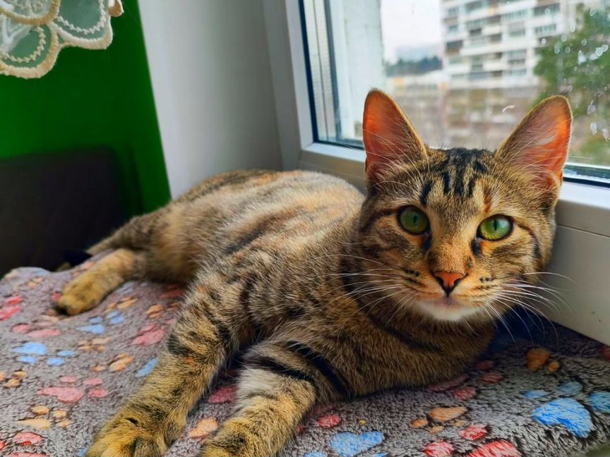 Кошка Глаша обычная кошка, ждёт целый год