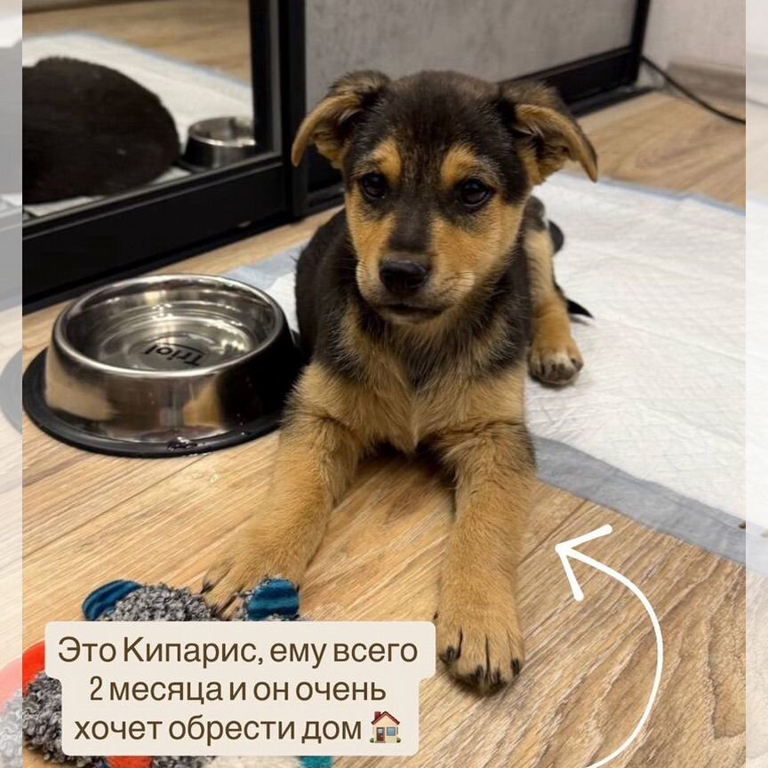 Щенок в добрые руки