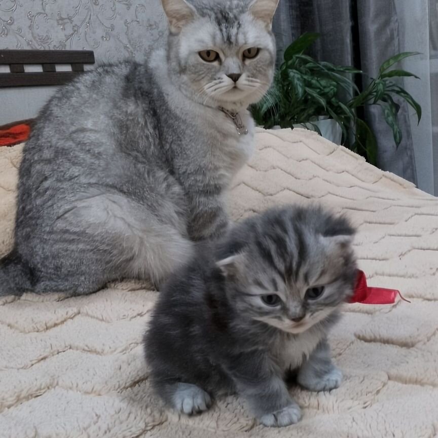 Шотландский прямоухий короткошёрстный котёнок