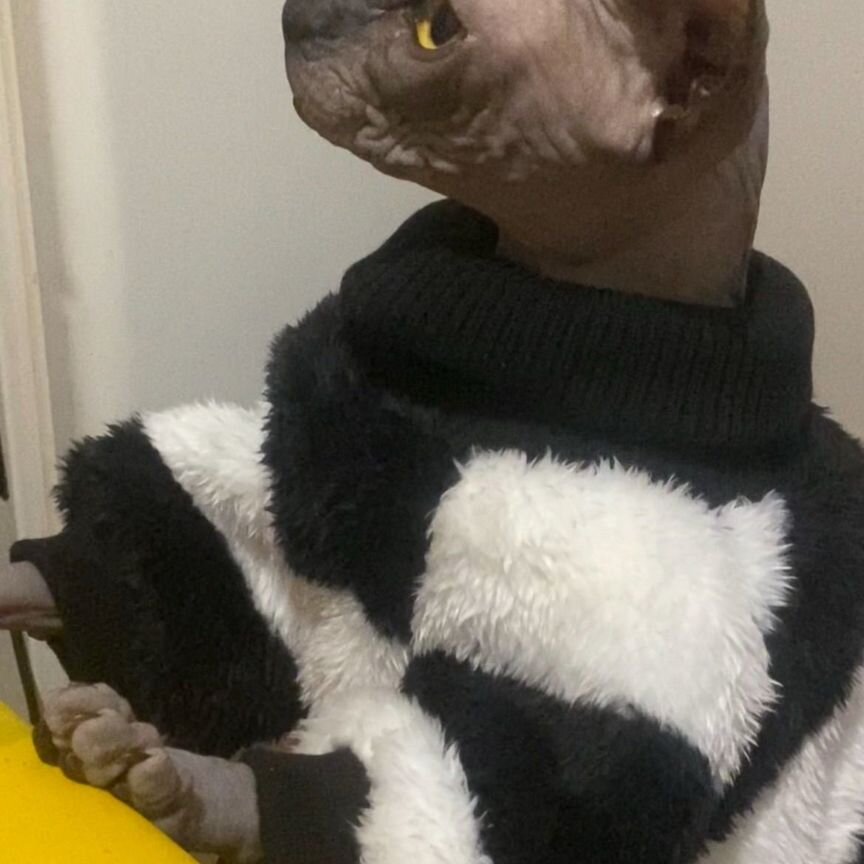 Ищем кота для кошки