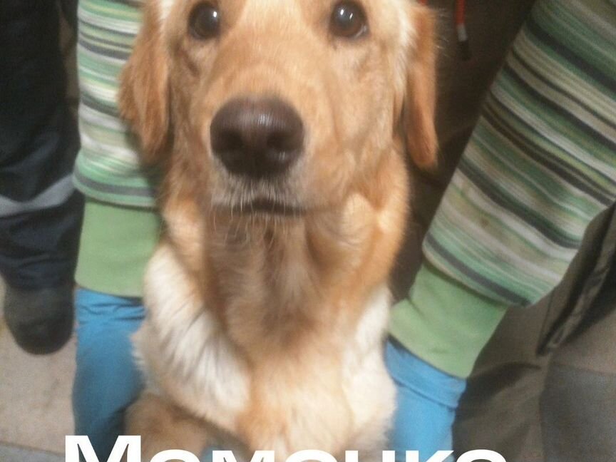 Коротколапый ретривер девочка