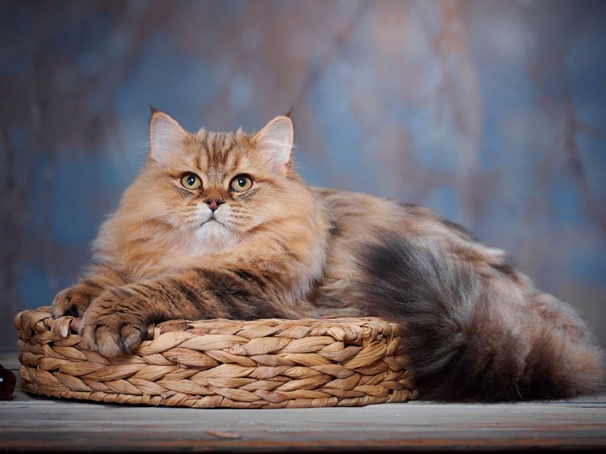 Котик Highland straight