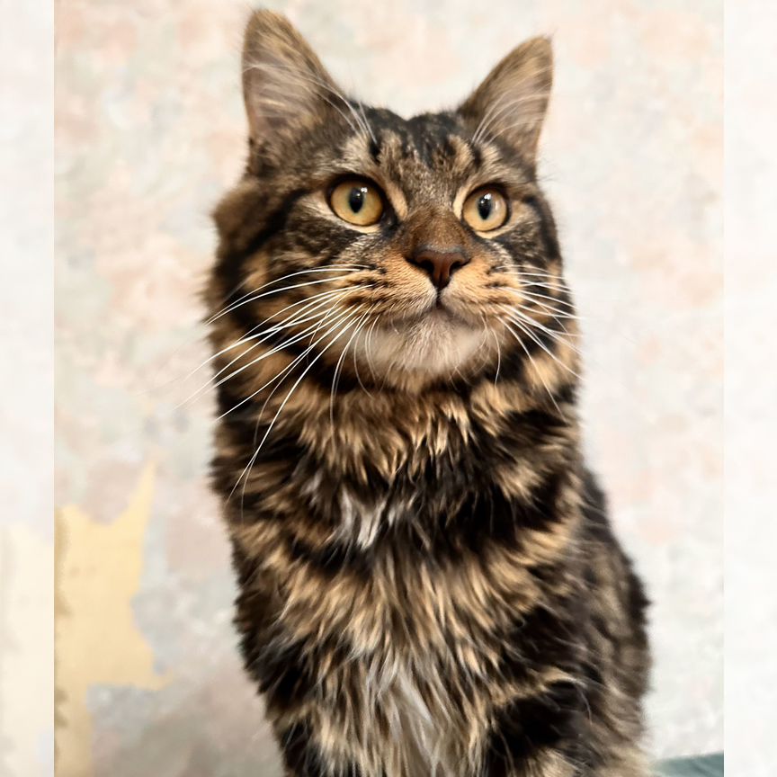 Курильский бобтейл длинношёрстный, взрослый кот