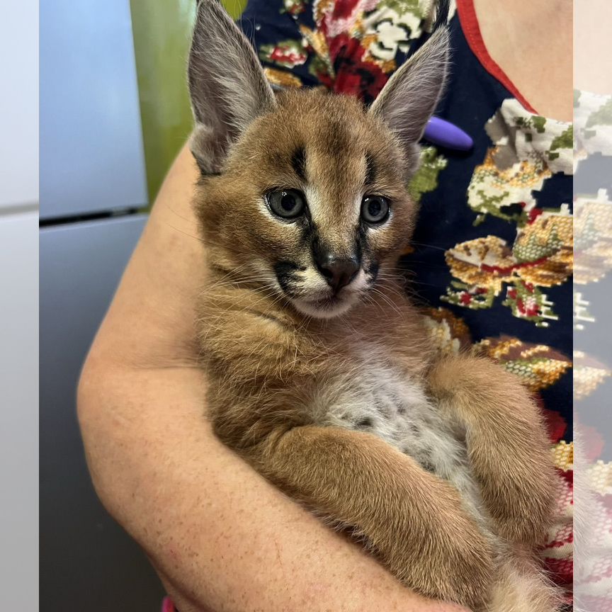 Каракет котята