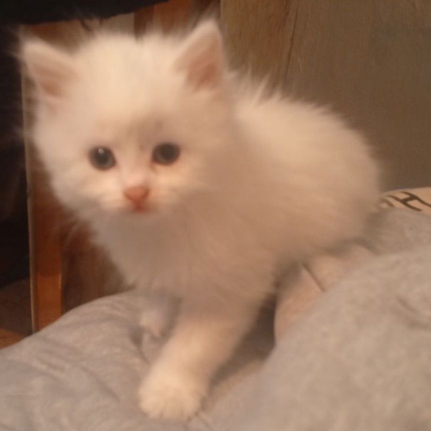 Ориентальный котёнок