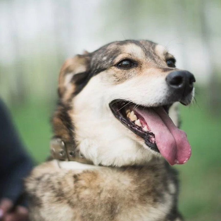 Лада ищет дом