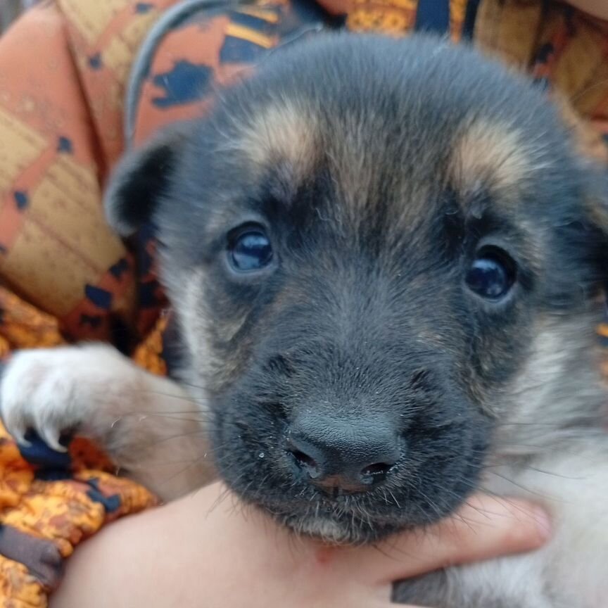 Восточноевропейская овчарка, щенок