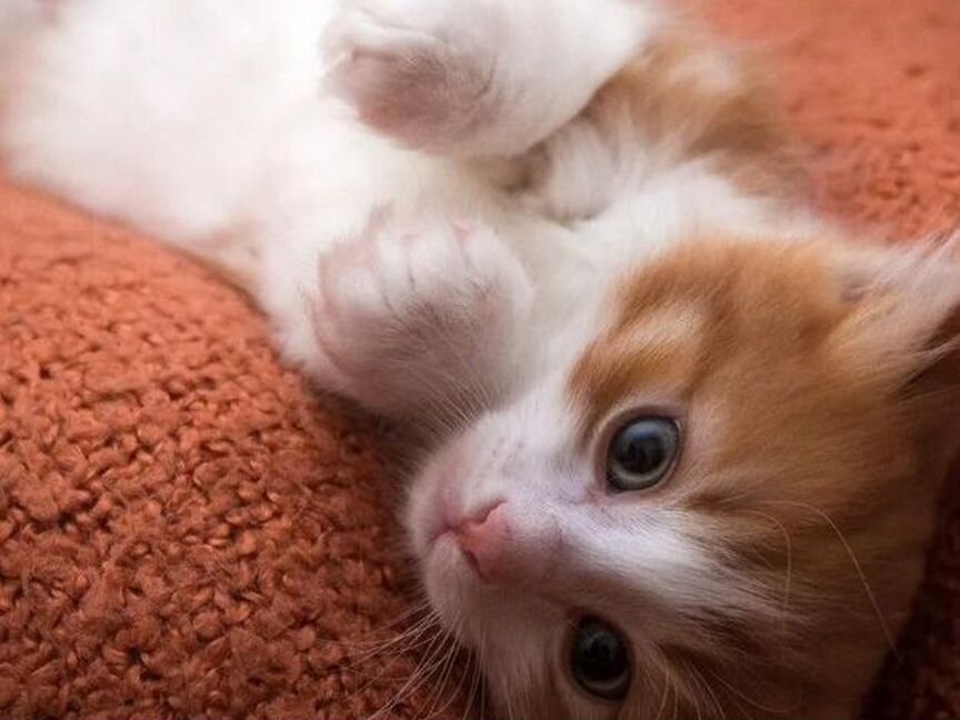 Золотой котик