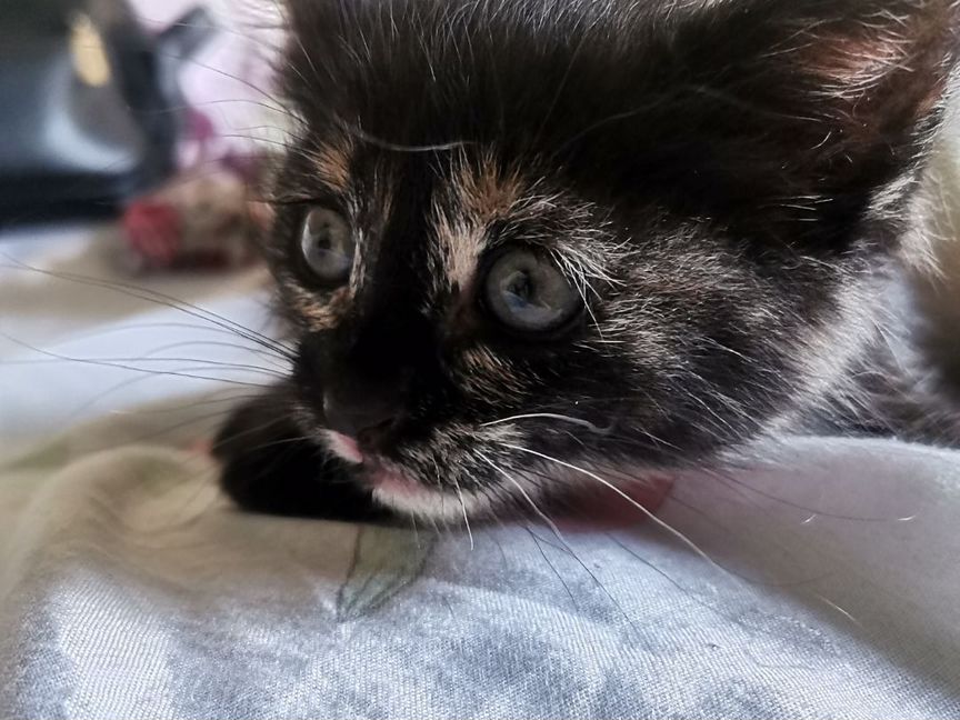 Отдам котенка в добрые руки