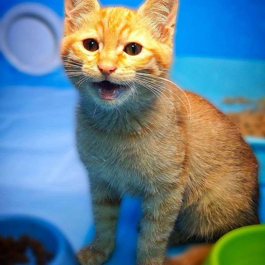 Котёнок в добрые руки