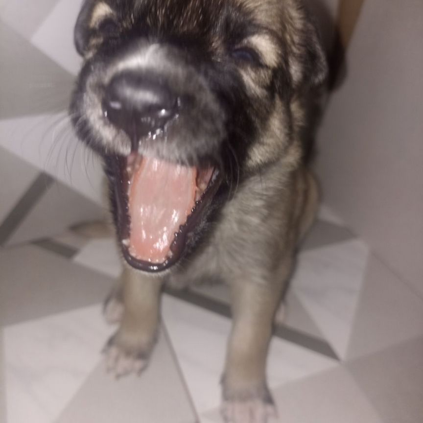 Щенки