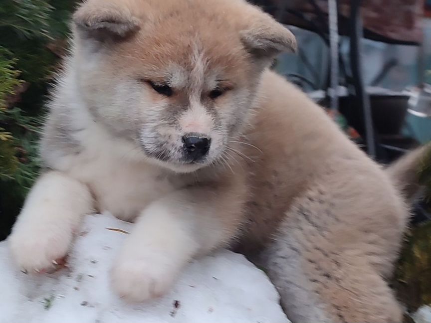 Акита щенята 2 мес