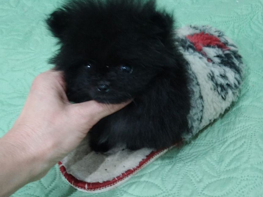 Карликовые100 микро шпицы