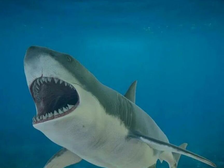 Небольшая большая рыбка в аквариум