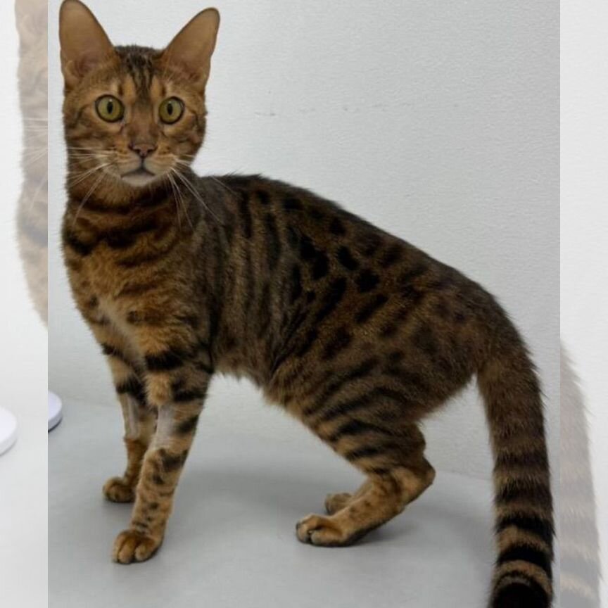 Бенгальская кошка, взрослая