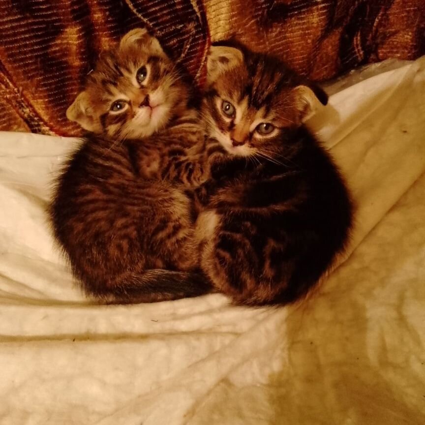 Котята вислоухие