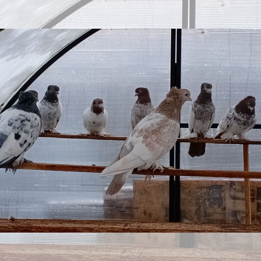 Голуби Таджикский