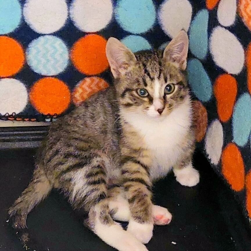 Котенок мальчик Тимьян 2.5мес