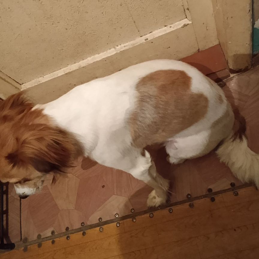 Взрослый пёс в добрые руки