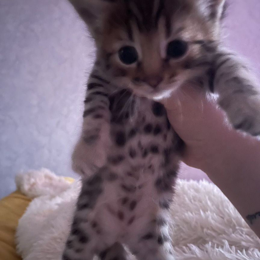 Бенгало-шатландец