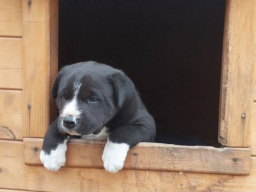 Собака щенок дворняга