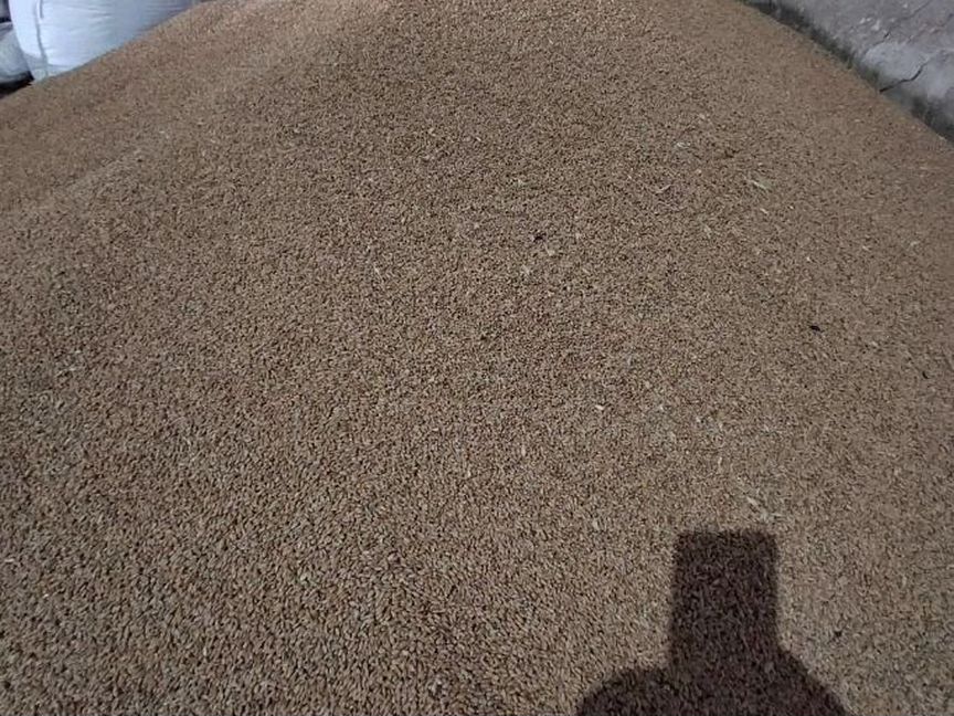 Сахарная свёкла, Фуражная пшеница на корм