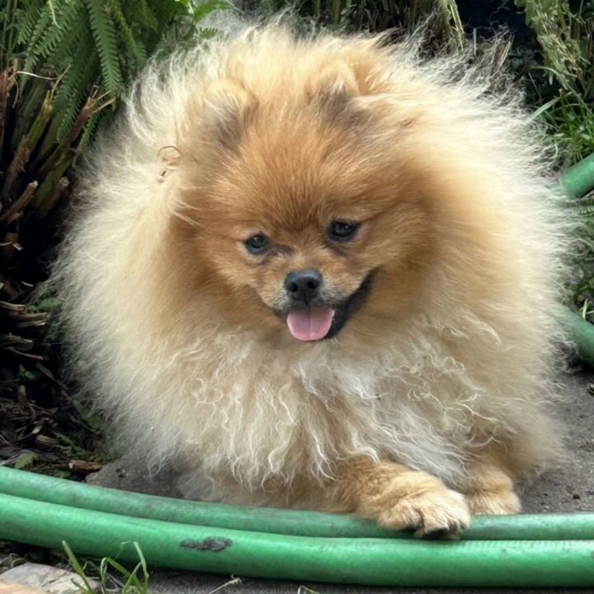 Померанский шпиц