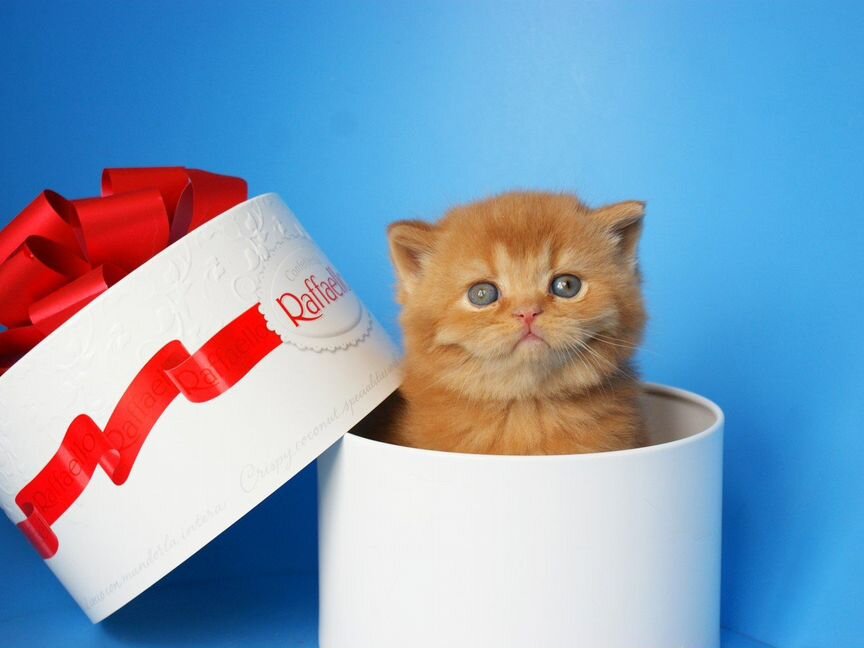 Котята британцы