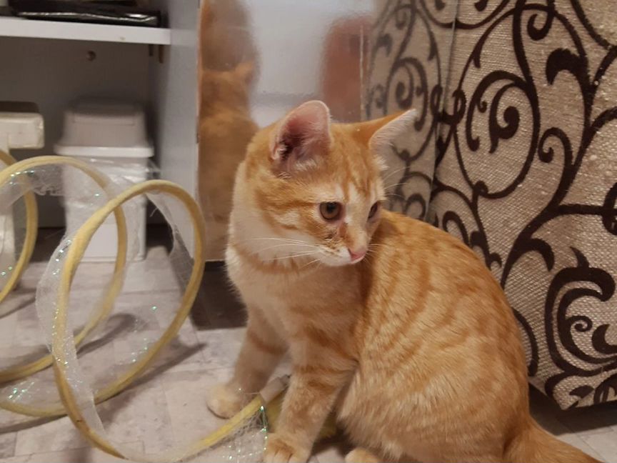 Котенок ищет дом