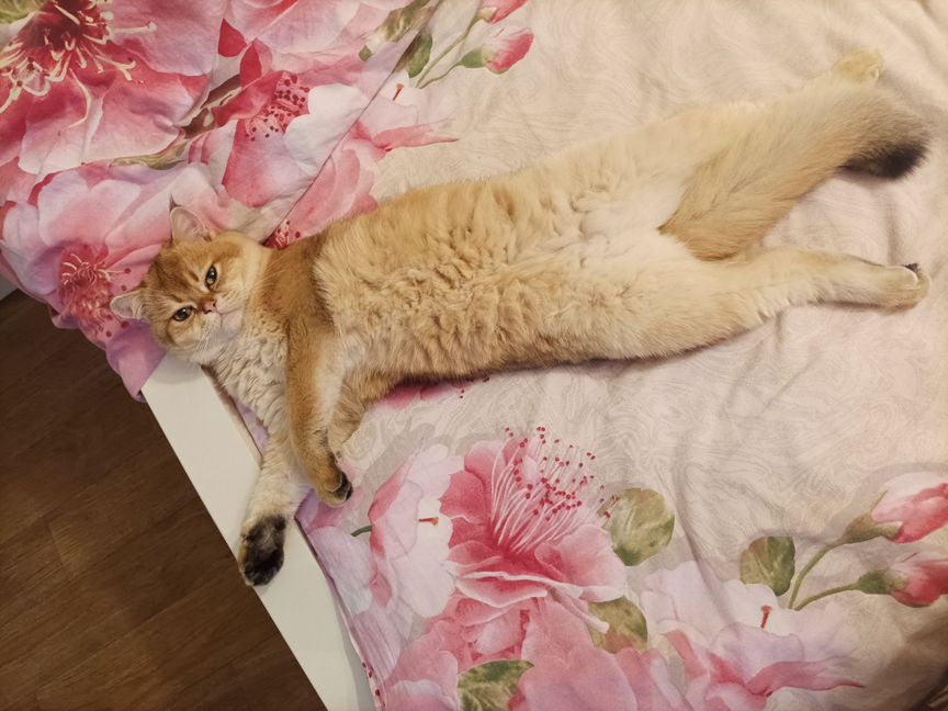 Шотландский молодой кот 1 год