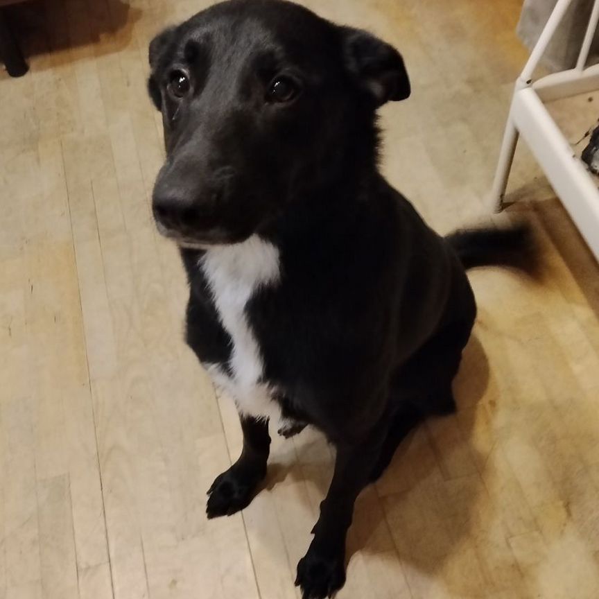 Взрослый пёс в добрые руки