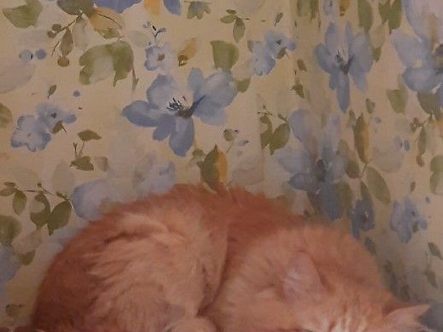 Отдам кота в добрые руки