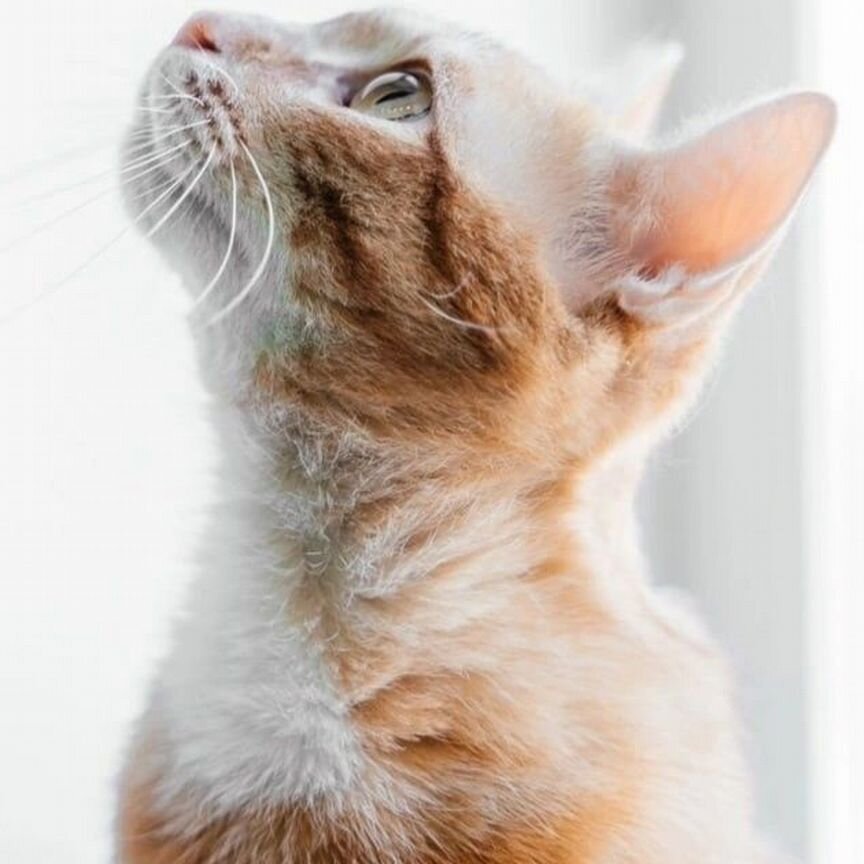 Взрослый кот в добрые руки