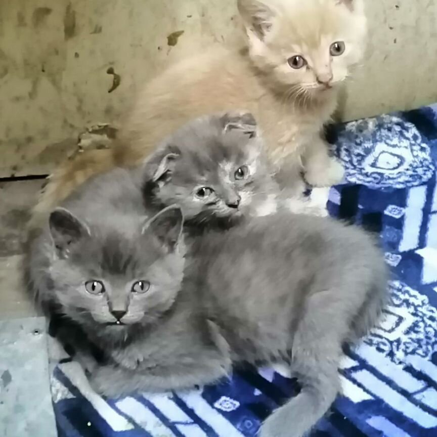 Шотландская вислоухая кошка в добрые руки